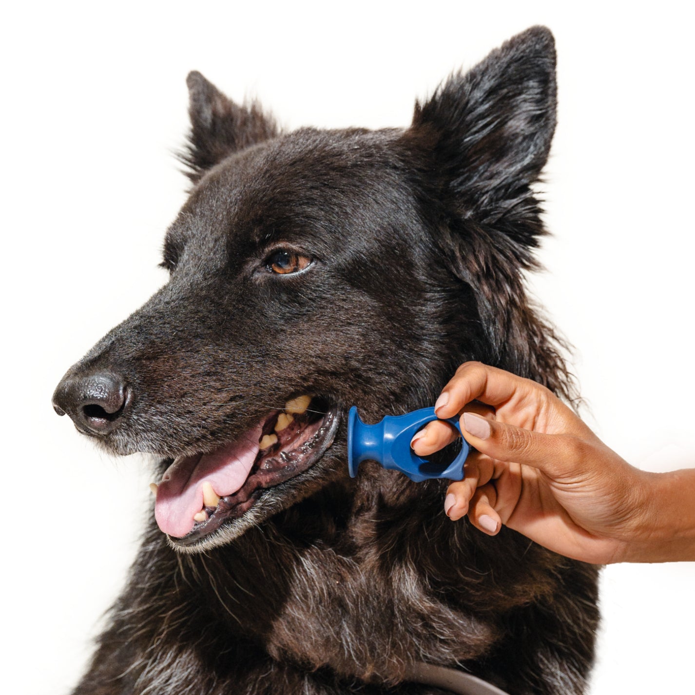 Bite Blocker - RarePet. – RarePet.Co